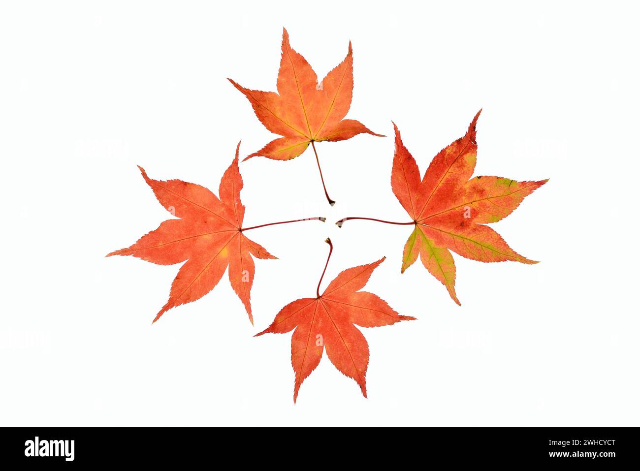 Fall leaves maple tree Cut Out Stock Images & Pictures - Alamy
