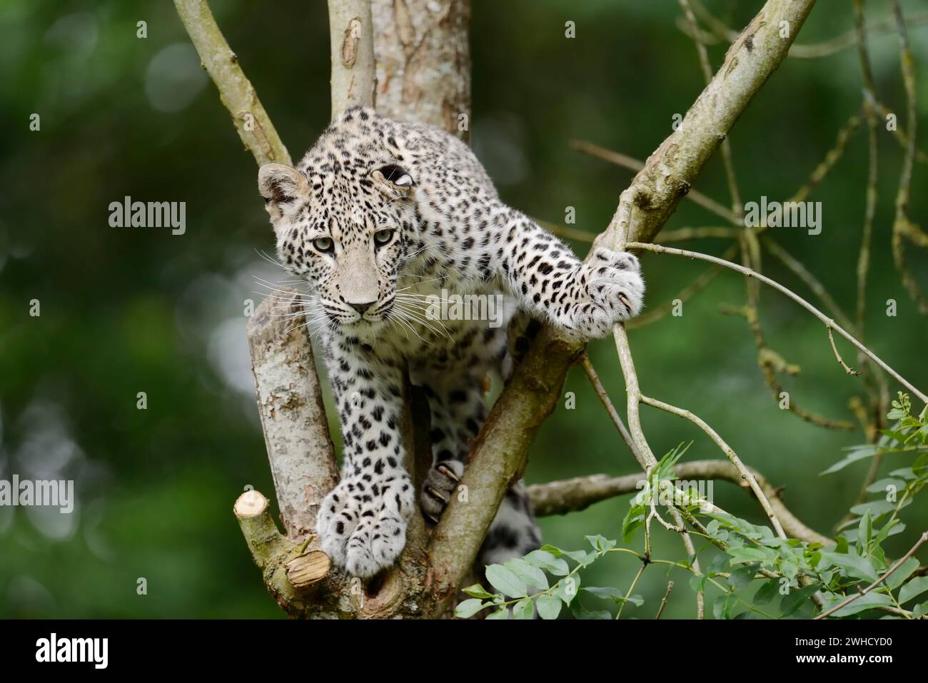 Persian leopard (Panthera pardus saxicolor) in a tree Stock Photo - Alamy