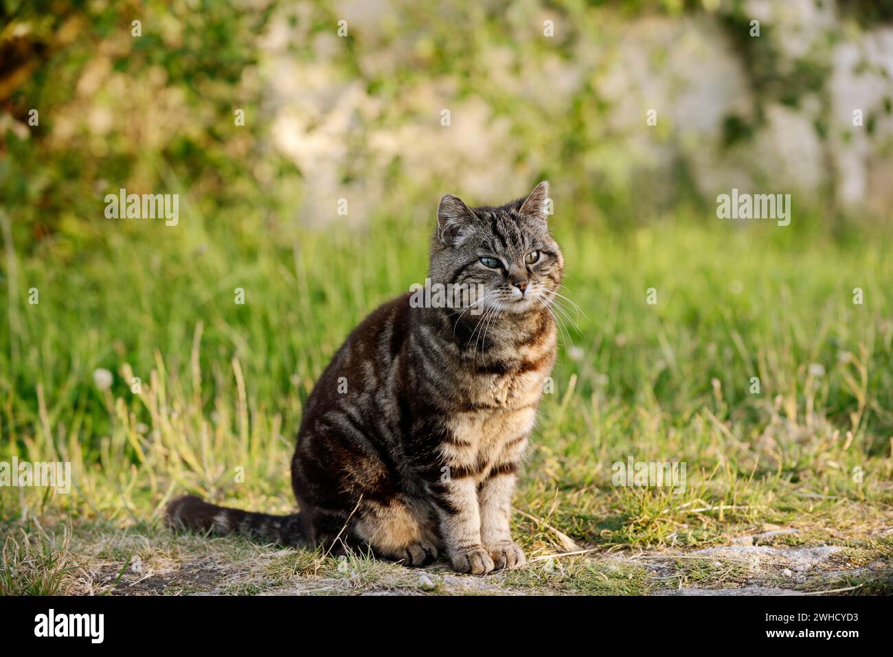 Domestic cat (Felis catus) in a meadow, Brittany, France Stock Photo ...