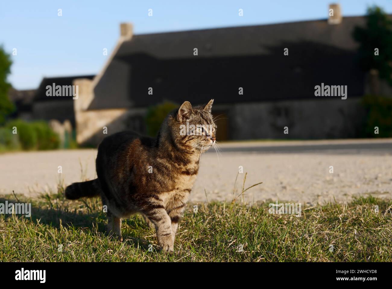 Domestic cat (Felis catus) in front of a farmhouse, Brittany, France ...