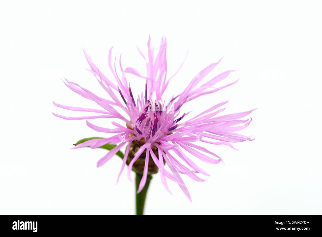 Flowers europe meadow Cut Out Stock Images & Pictures - Alamy