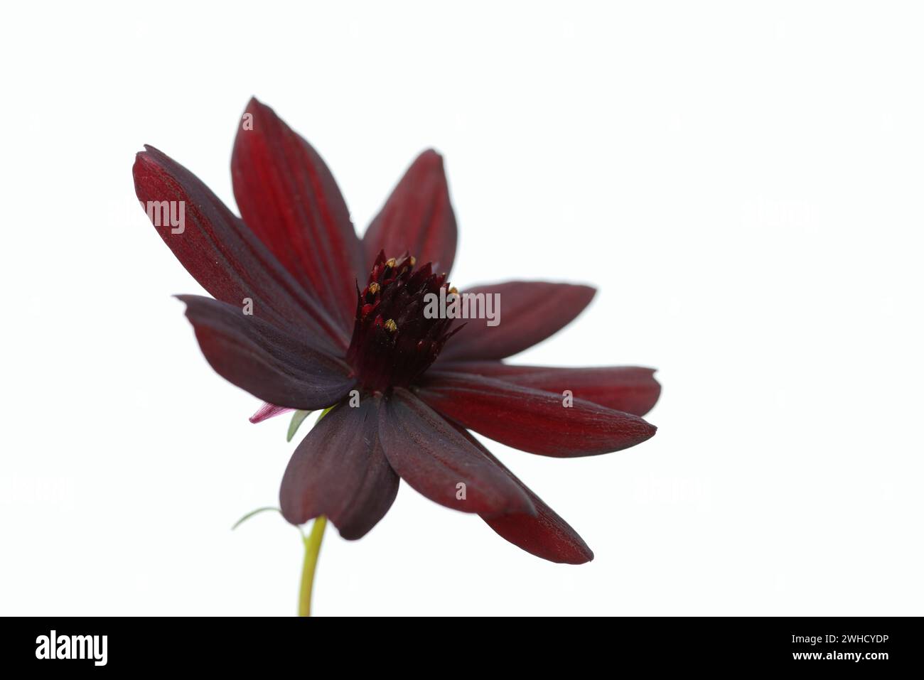 Chocolate cosmos hi-res stock photography and images - Alamy