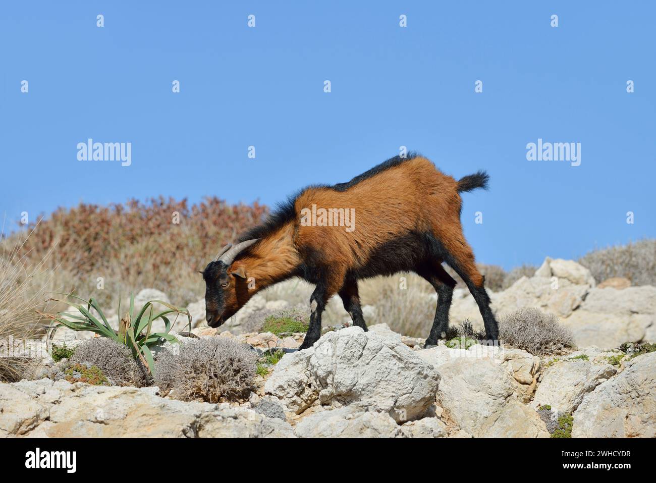 Mallorcan wild goat capra aegagrus hi-res stock photography and images ...