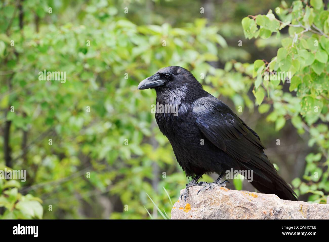 Raven (Corvus corax) sitting on a rock, Banff National Park, Alberta ...