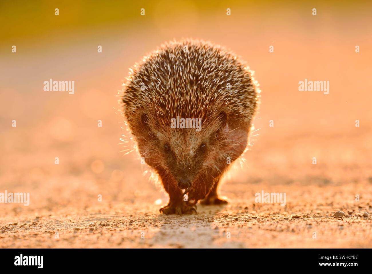 Brown-breasted hedgehog or Western European hedgehog (Erinaceus ...