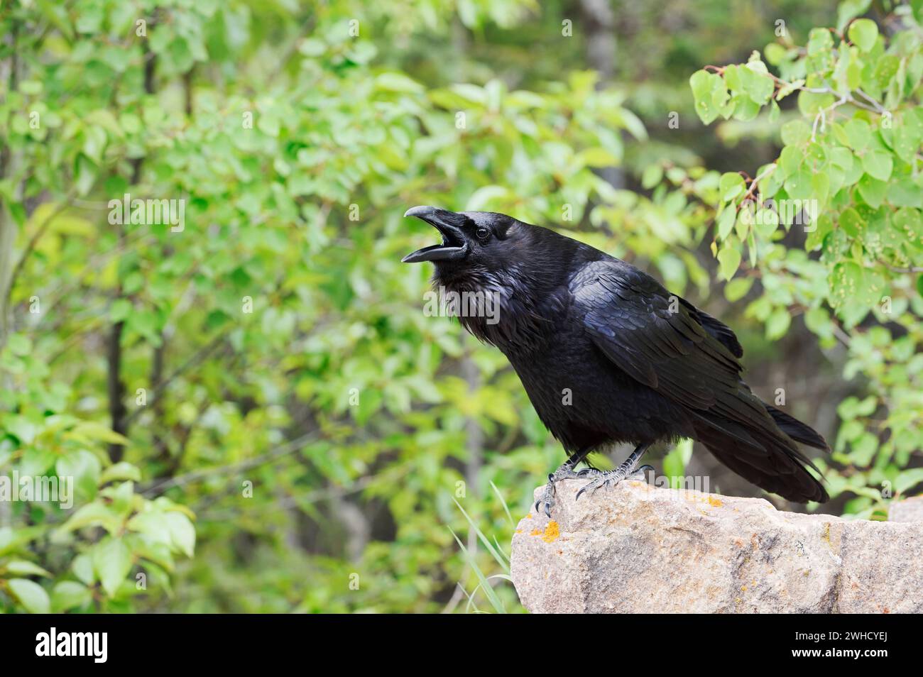 Common raven (Corvus corax) sitting on a rock and calling, Banff ...