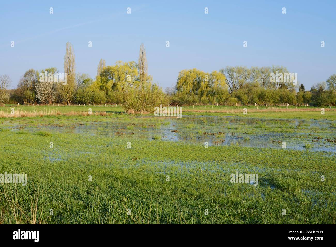 Flooded wet meadow on the River Lippe, Werne, North Rhine-Westphalia ...