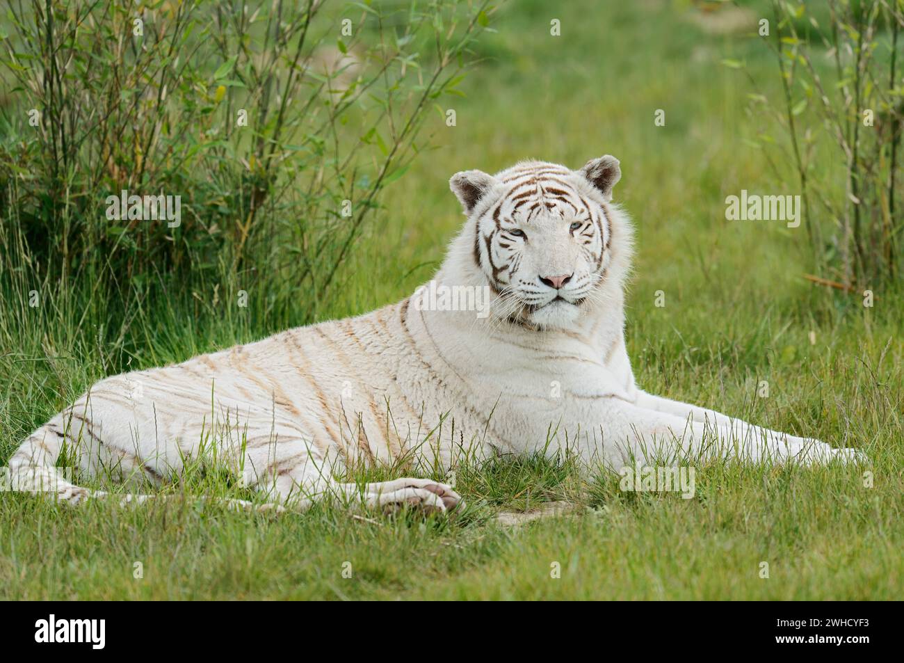 White Bengal tiger (Panthera tigris tigris), occurrence India Stock ...