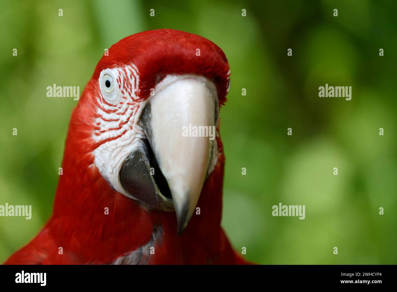 Portrait red parrot ara hi-res stock photography and images - Alamy