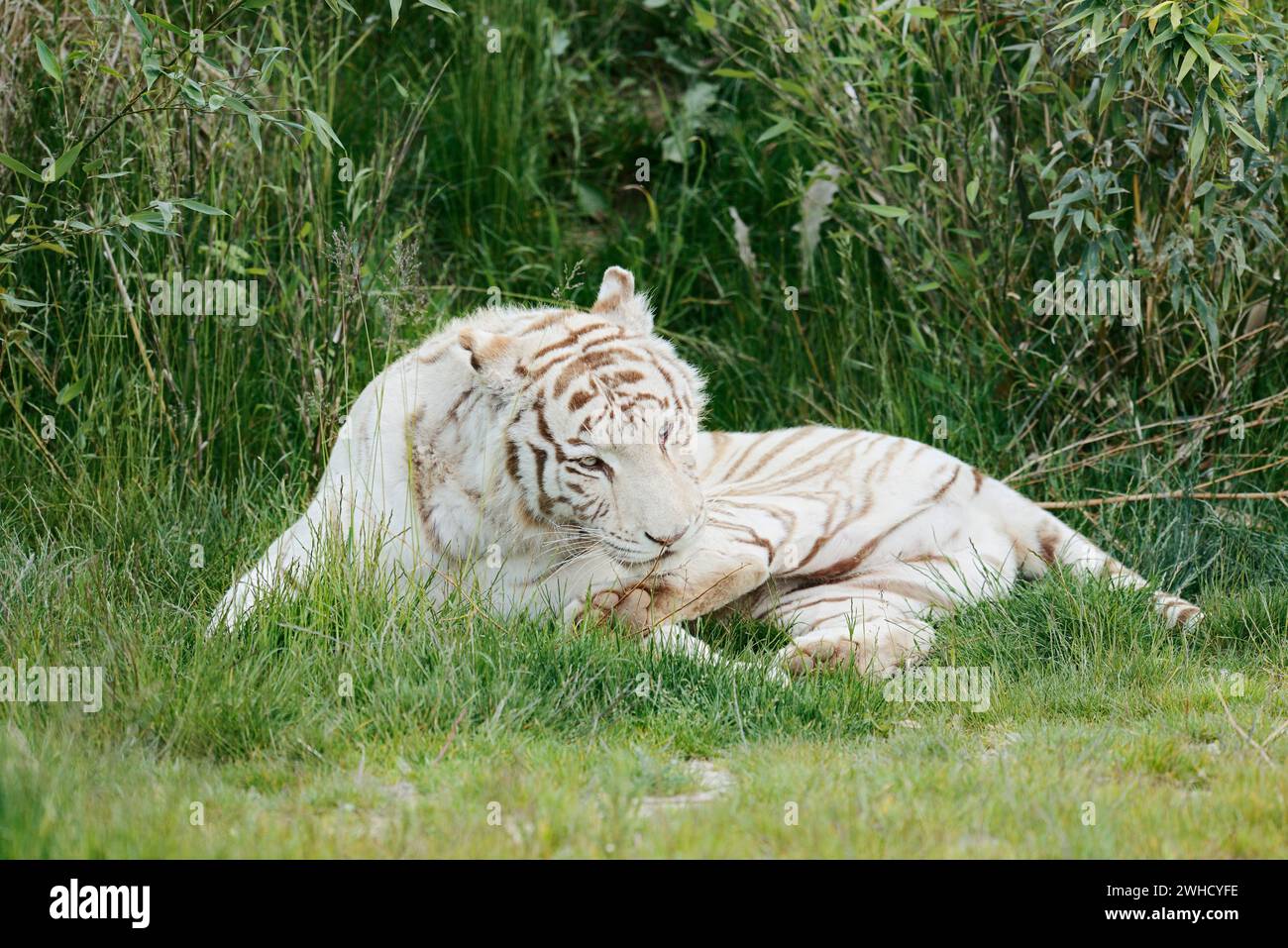 White Bengal tiger (Panthera tigris tigris), occurrence India Stock ...