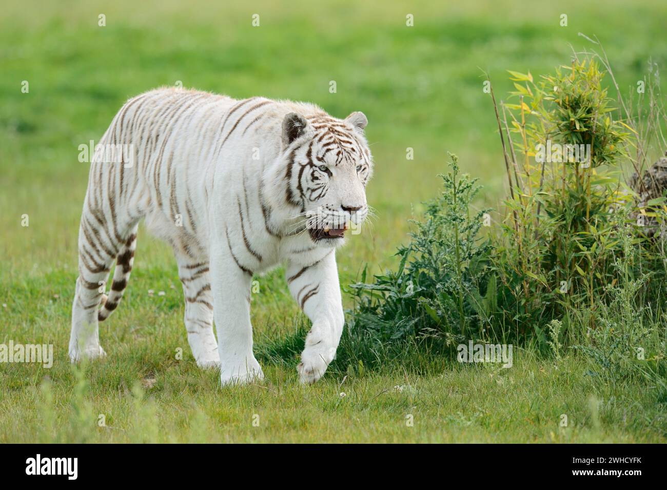 White Bengal tiger (Panthera tigris tigris), occurrence India Stock ...