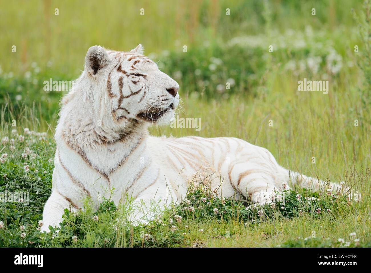 White Bengal tiger (Panthera tigris tigris), occurrence India Stock ...