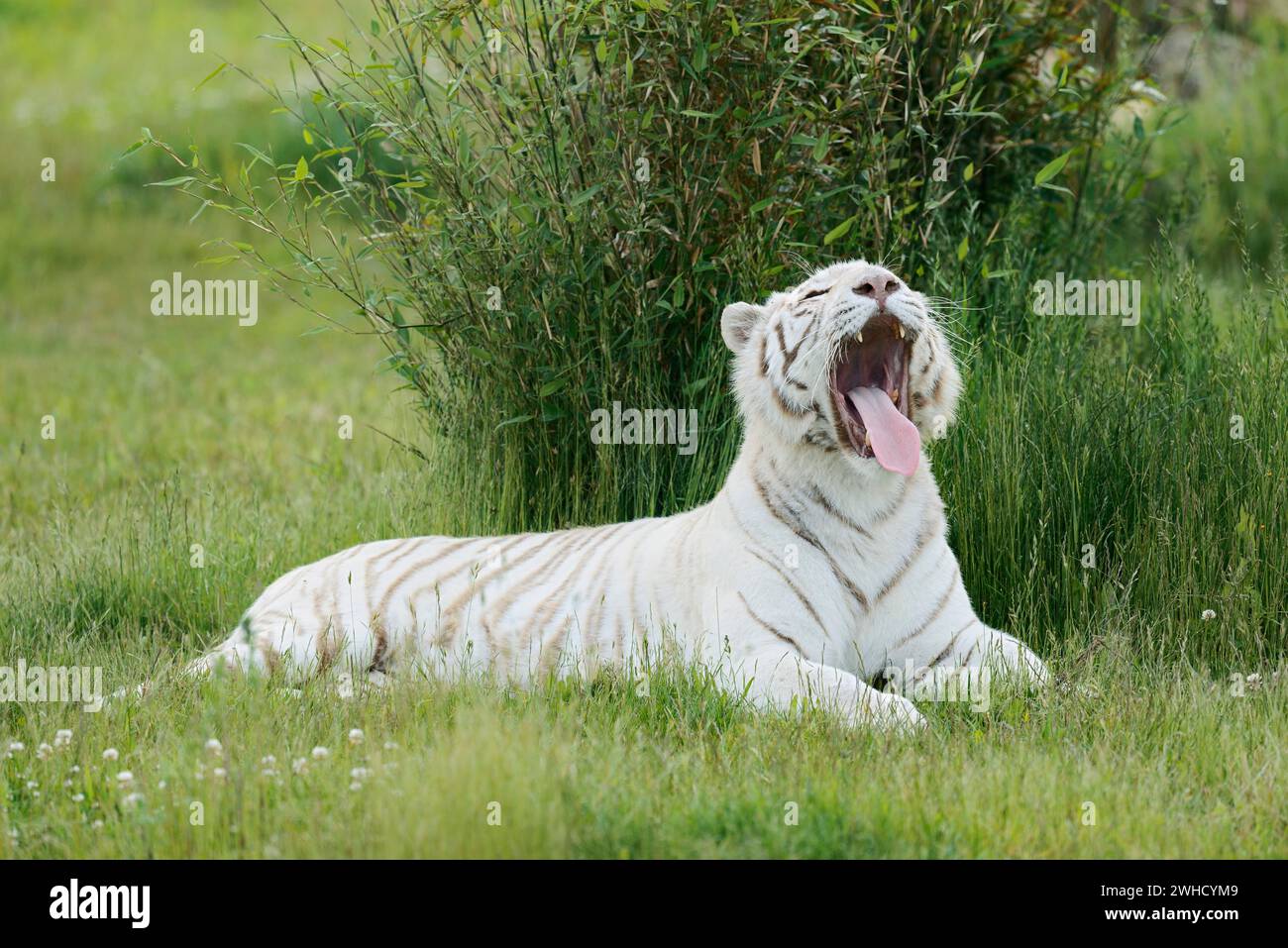 White Bengal tiger (Panthera tigris tigris)lies yawning in the grass ...