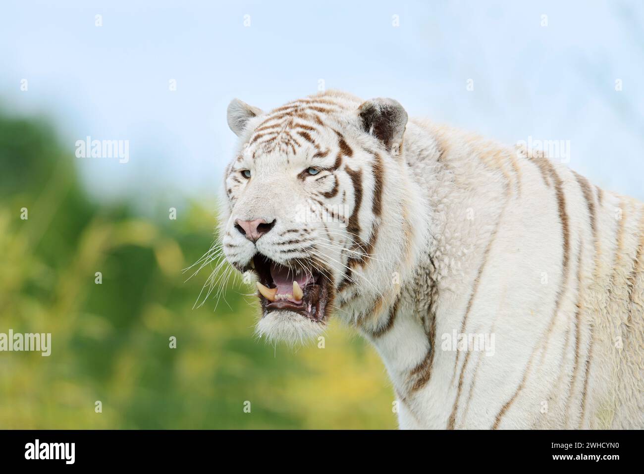 White Bengal Tiger (Panthera tigris tigris), Portrait, Occurrence India ...