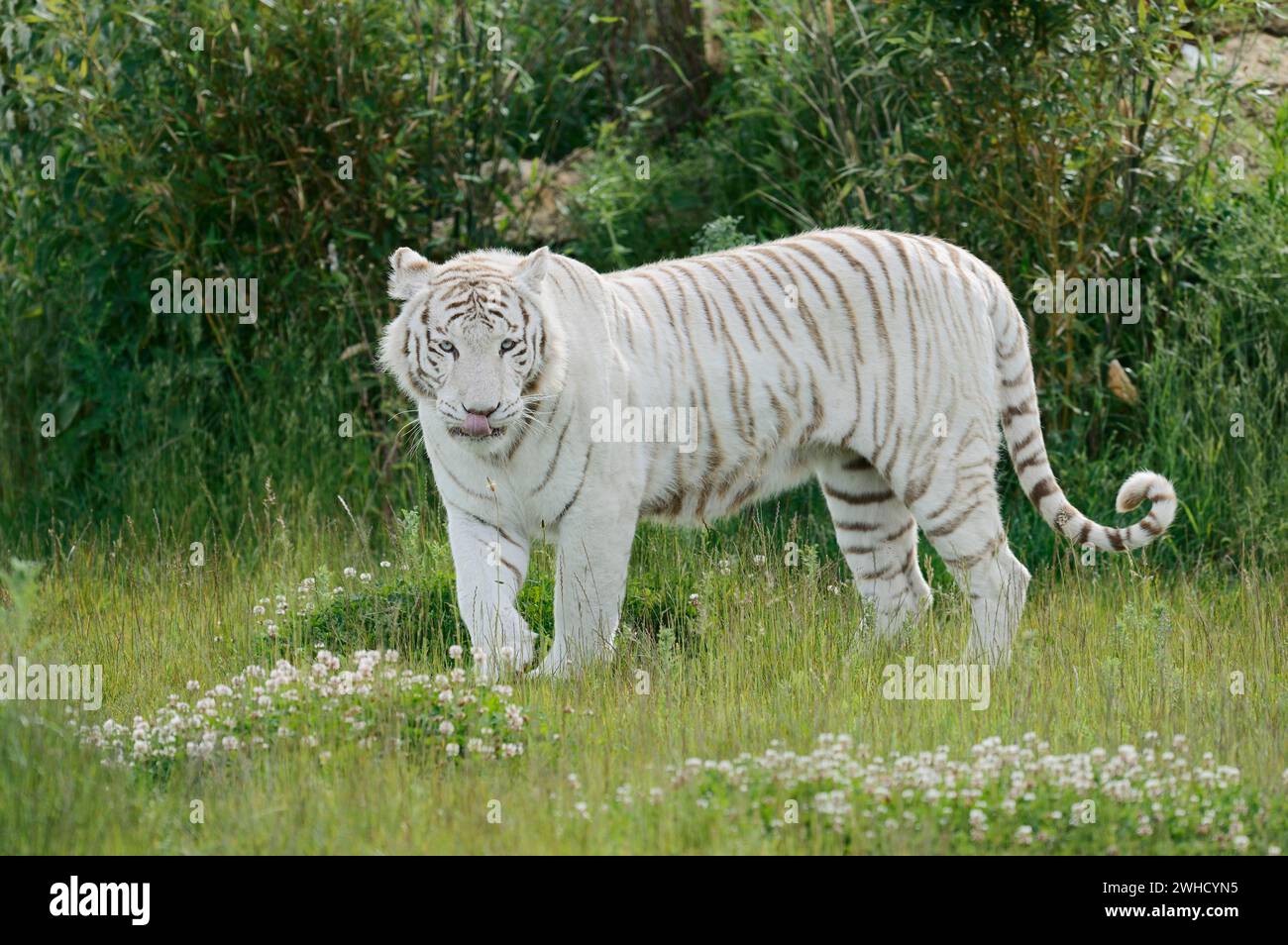 White Bengal tiger (Panthera tigris tigris), occurrence India Stock ...