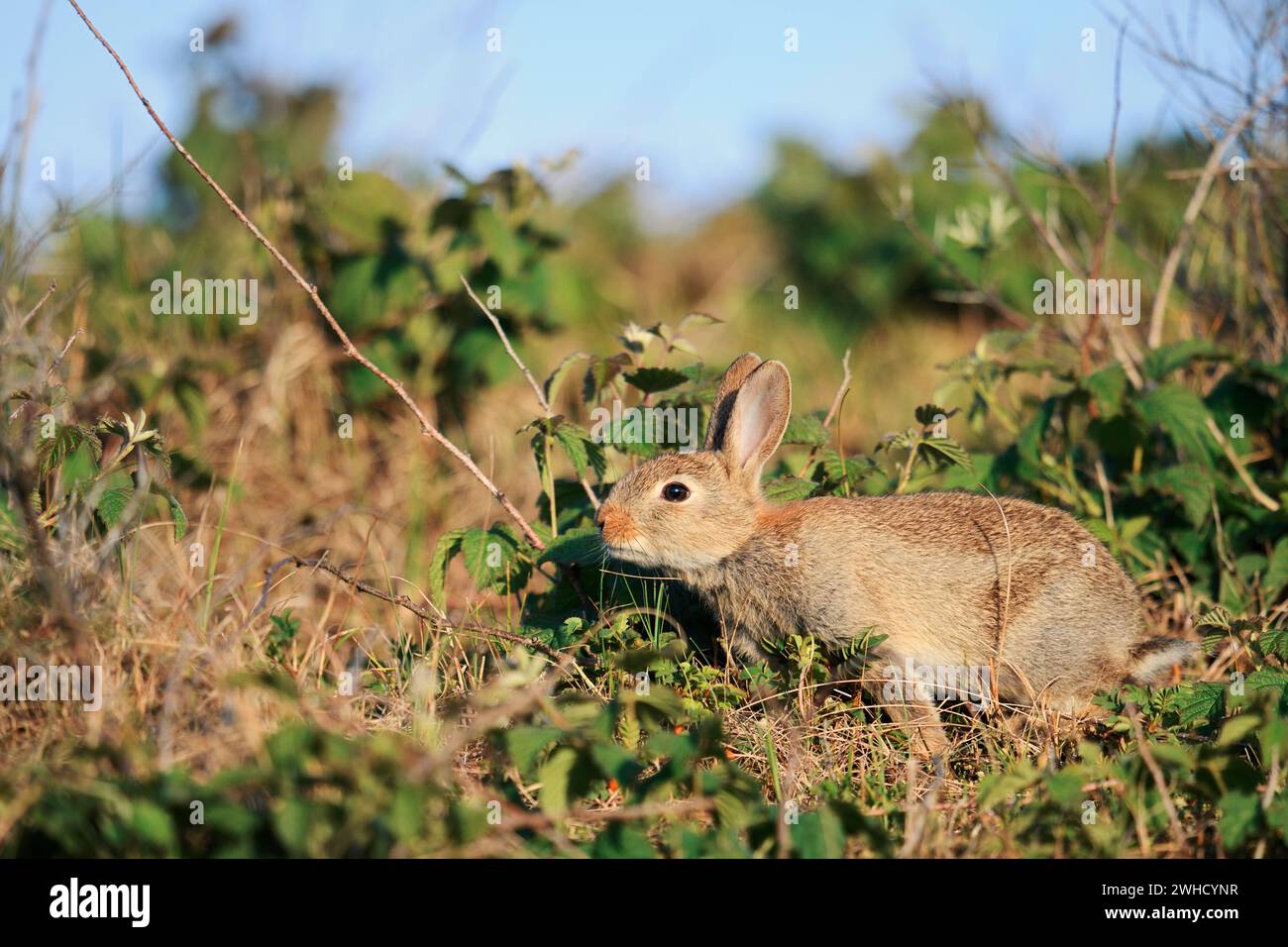 Wild rabbit (Oryctolagus cuniculus), young animal, North Holland ...