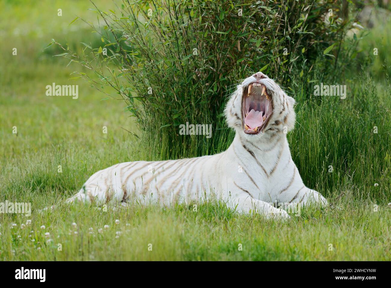 White Bengal tiger (Panthera tigris tigris)lies yawning in the grass ...