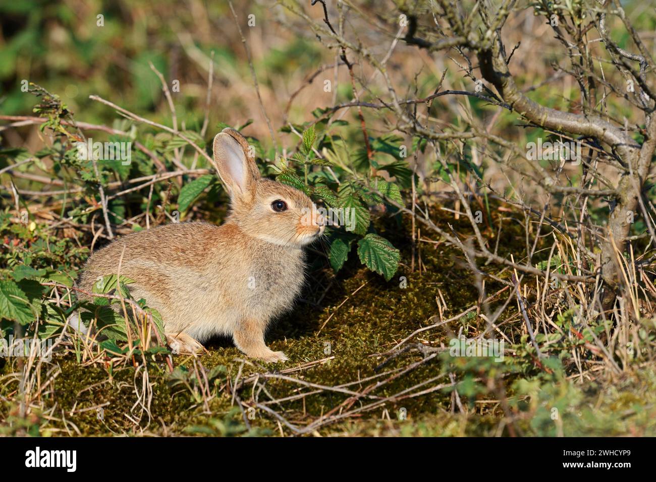 Wild rabbit (Oryctolagus cuniculus), young animal, North Holland ...