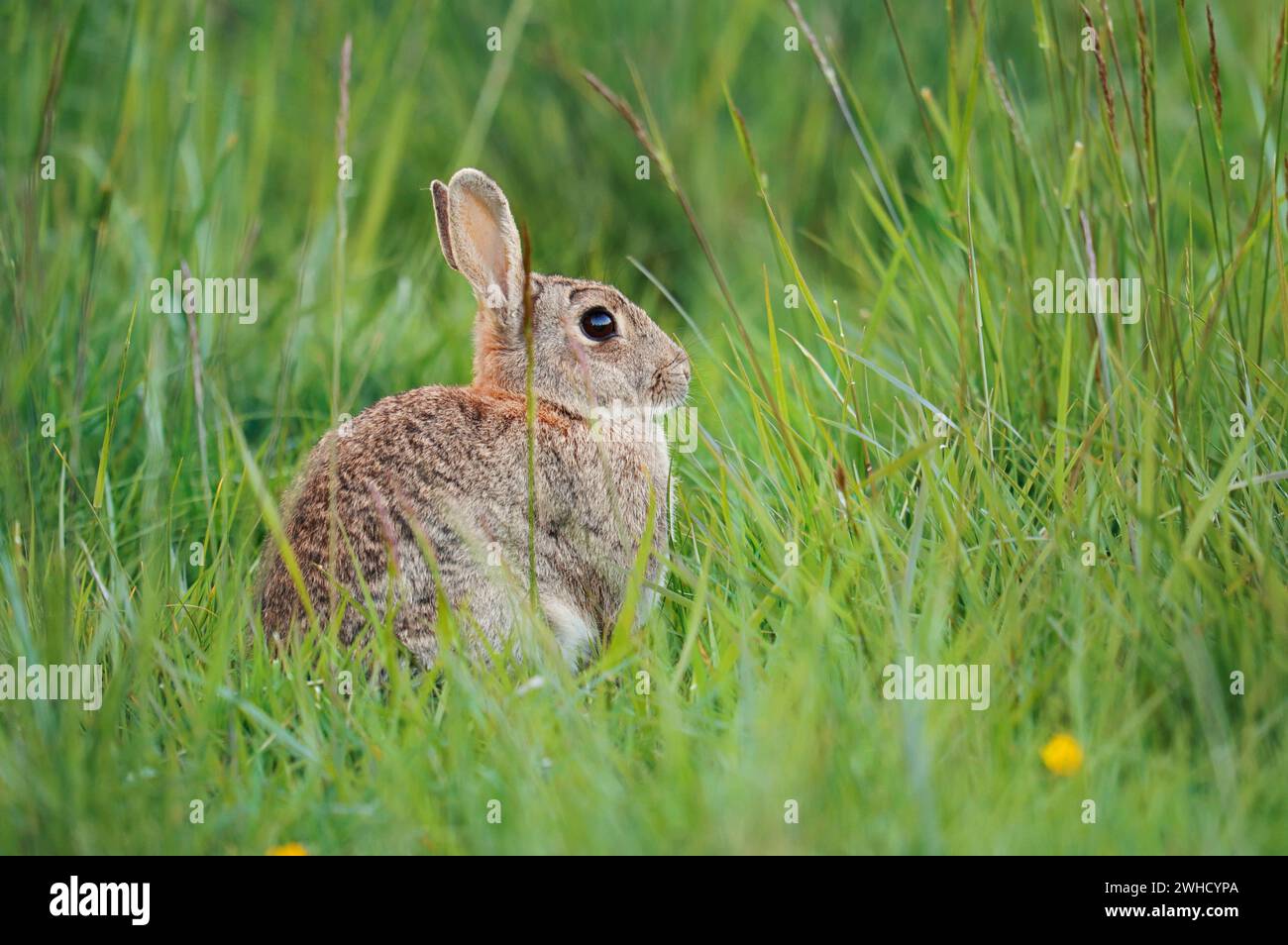 Rabbit seat hi-res stock photography and images - Alamy