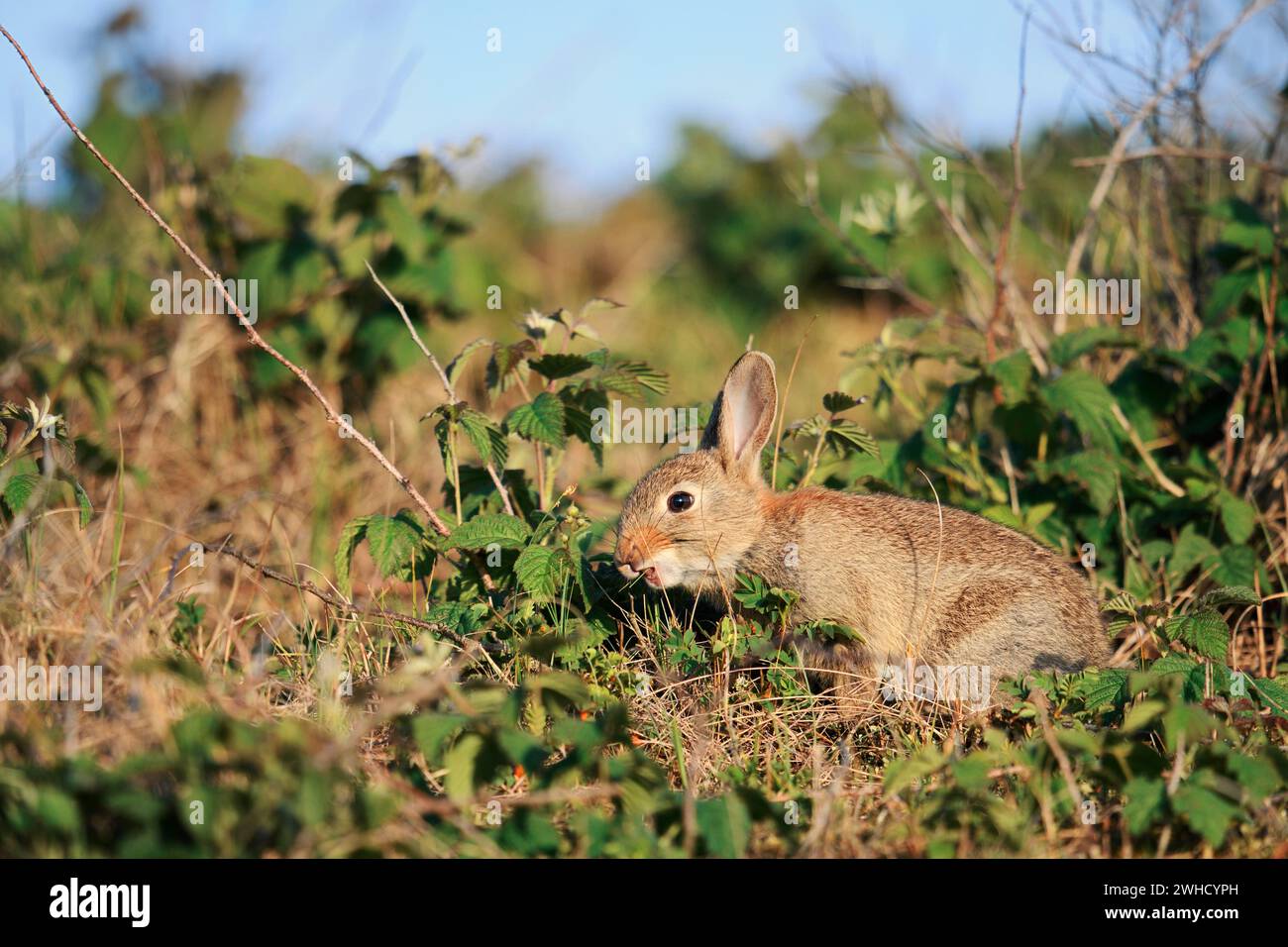 Wild rabbit (Oryctolagus cuniculus), young animal, North Holland ...