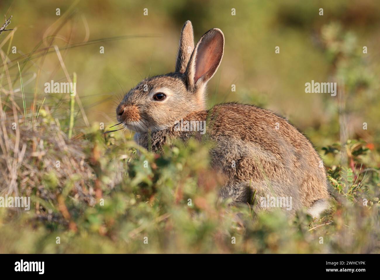 Wild rabbit (Oryctolagus cuniculus), young animal, North Holland ...