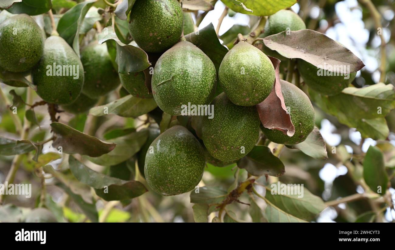 Avocados hanging at branch of tree in a plantation of fruit trees Stock ...