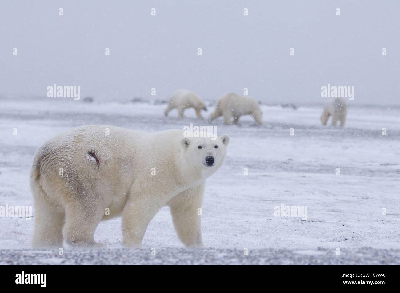 polar bear, Ursus maritimus Boar with a gash open scar wound on a ...