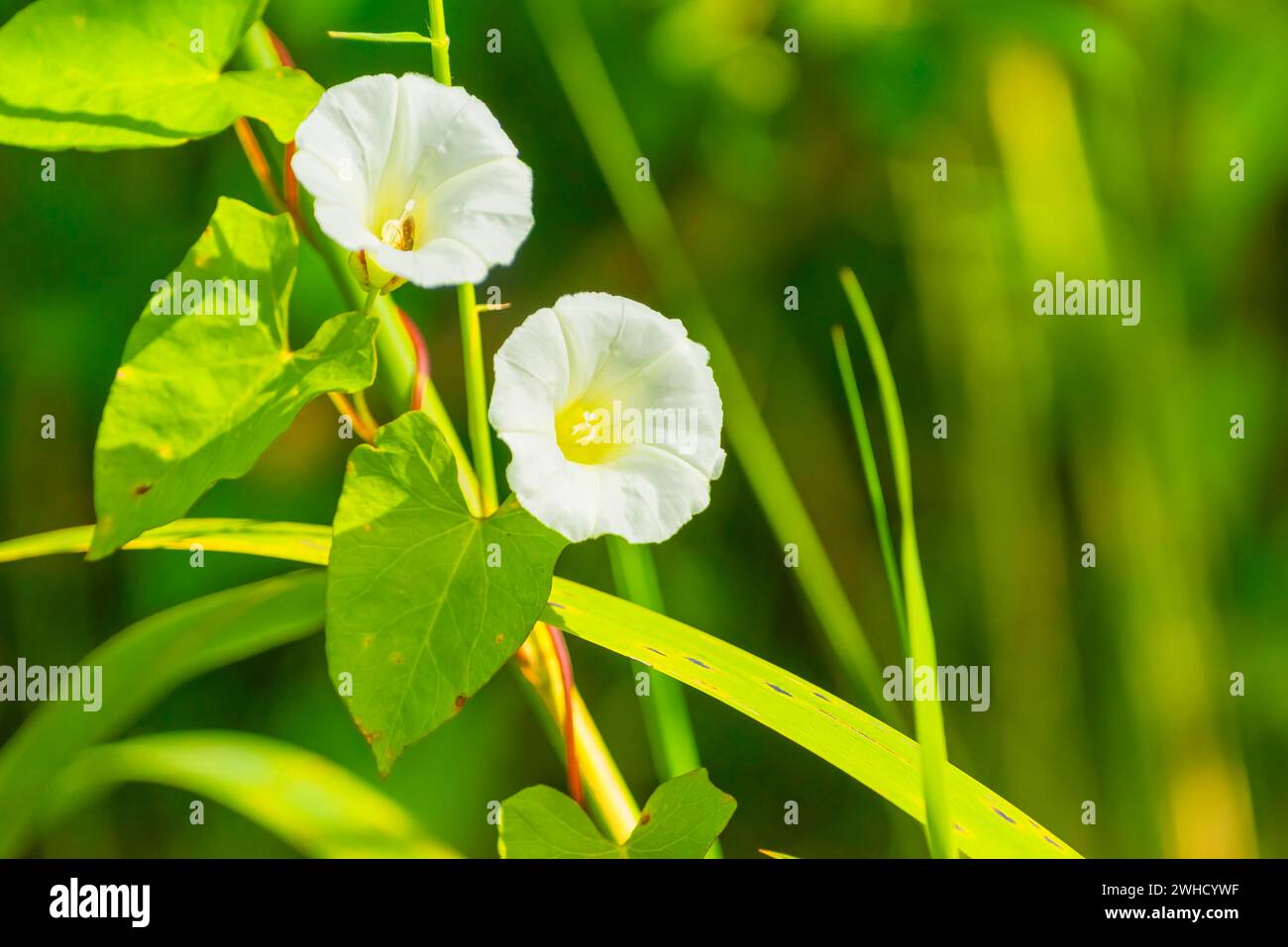 Glandular balsam (Impatiens glandulifera), Indian balsam, red balsam ...