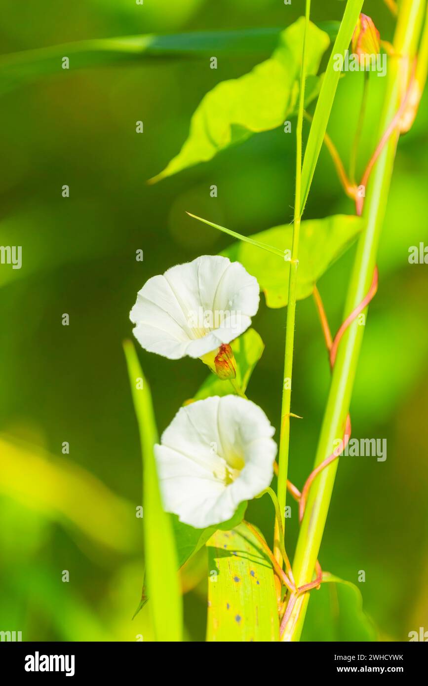 Glandular balsam (Impatiens glandulifera), Indian balsam, red balsam ...