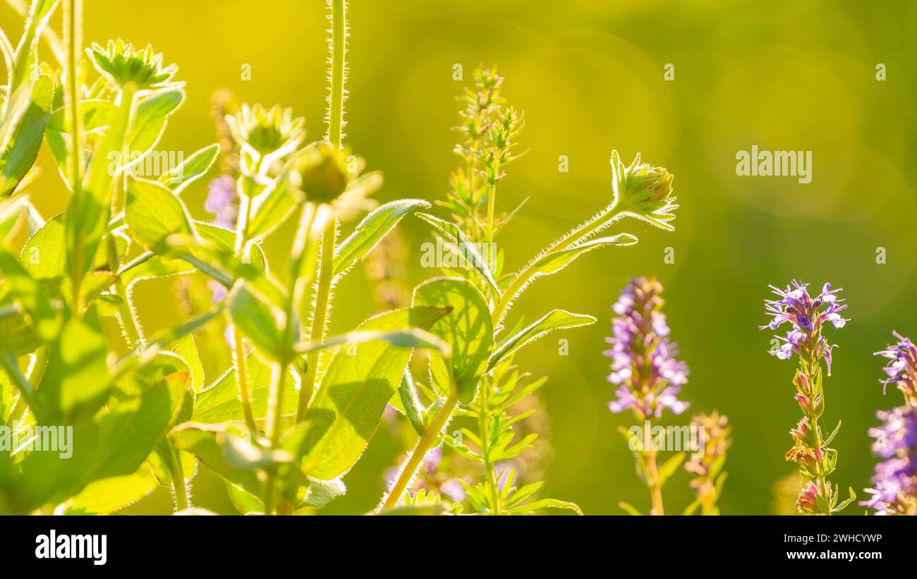Glandular balsam (Impatiens glandulifera), Indian balsam, red balsam ...