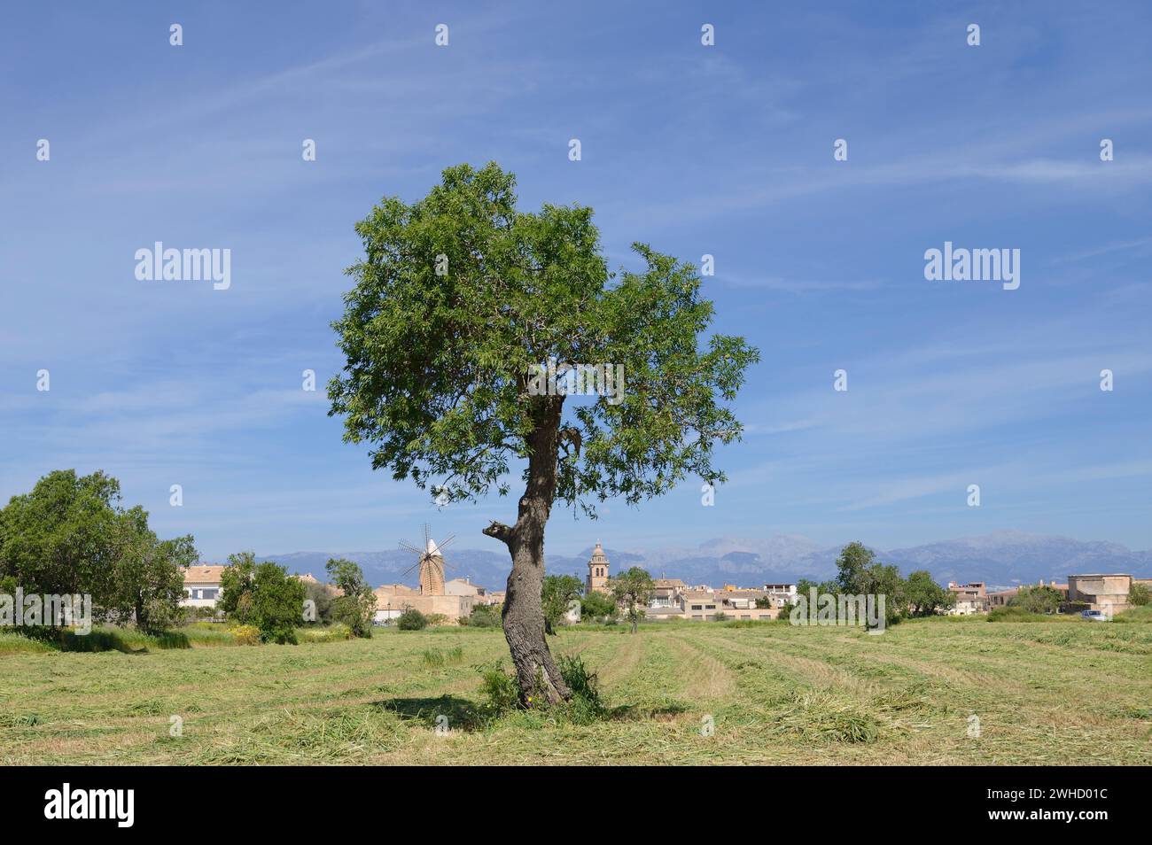 Almond tree (Prunus dulcis) in front of windmill and church San Pedro y ...