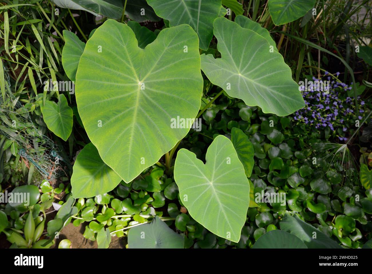 Taro (Colocasia esculenta), leaves, useful plant, Germany Stock Photo ...