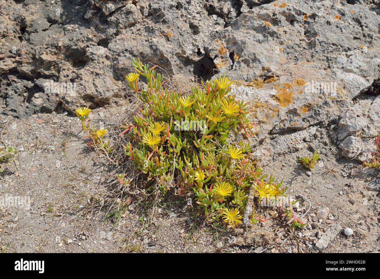 Edible noon flower or yellow noon flower carpobrotus edulis hi-res ...