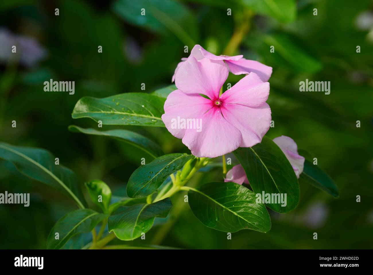 Pink catharanthus (Catharanthus roseus), Madagascar evergreen, flower ...