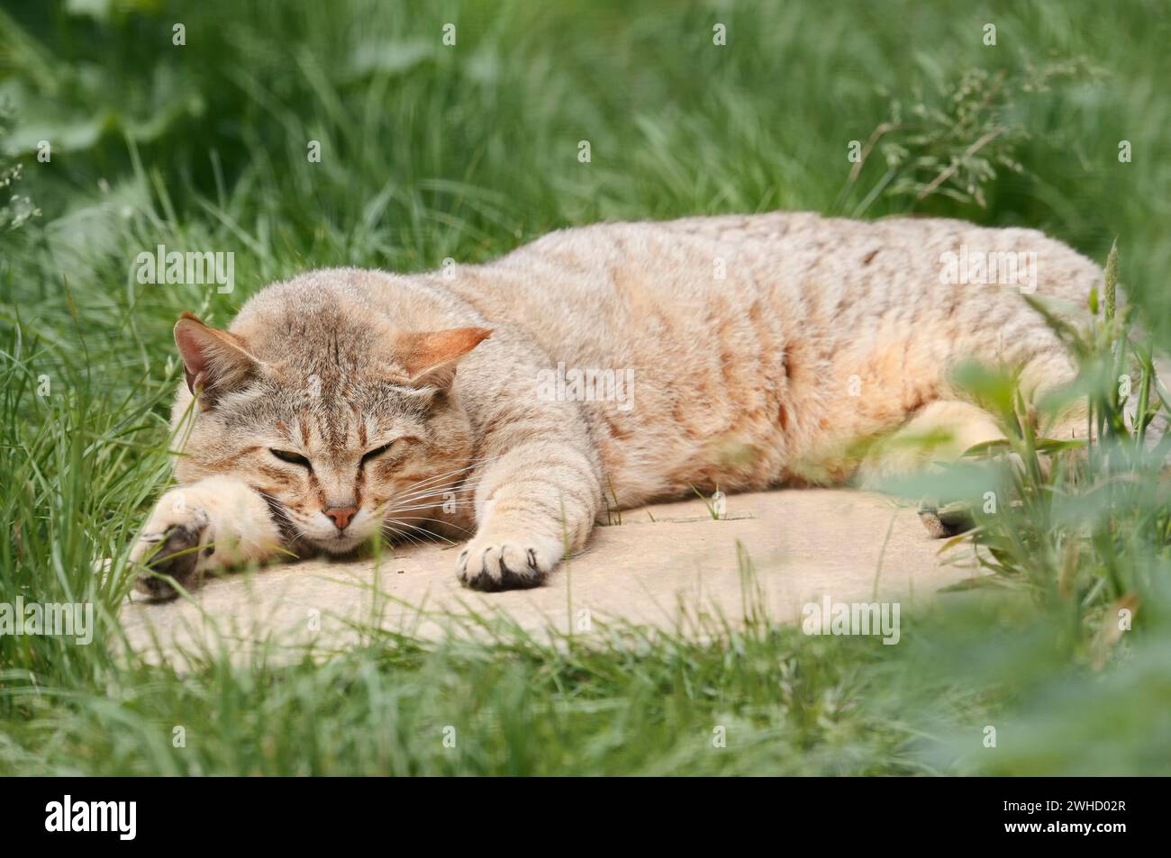 Animal arabian peninsula hi-res stock photography and images - Alamy