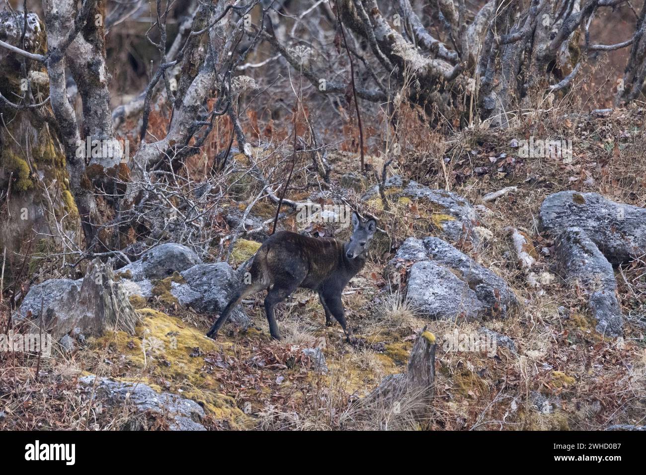 Himalayan Musk Deer, Moschus leucogaster, Pangolakha Wildlife Sanctuary ...