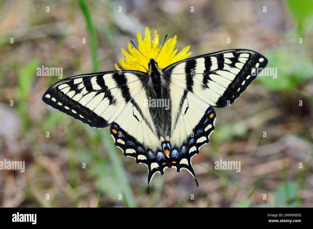 Canadian tiger swallowtail (Papilio canadensis), British Columbia ...