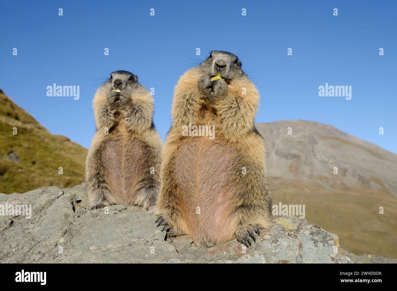 Alpine marmots (Marmota marmota), Hohe Tauern National Park, Austria Stock Photo - Alamy