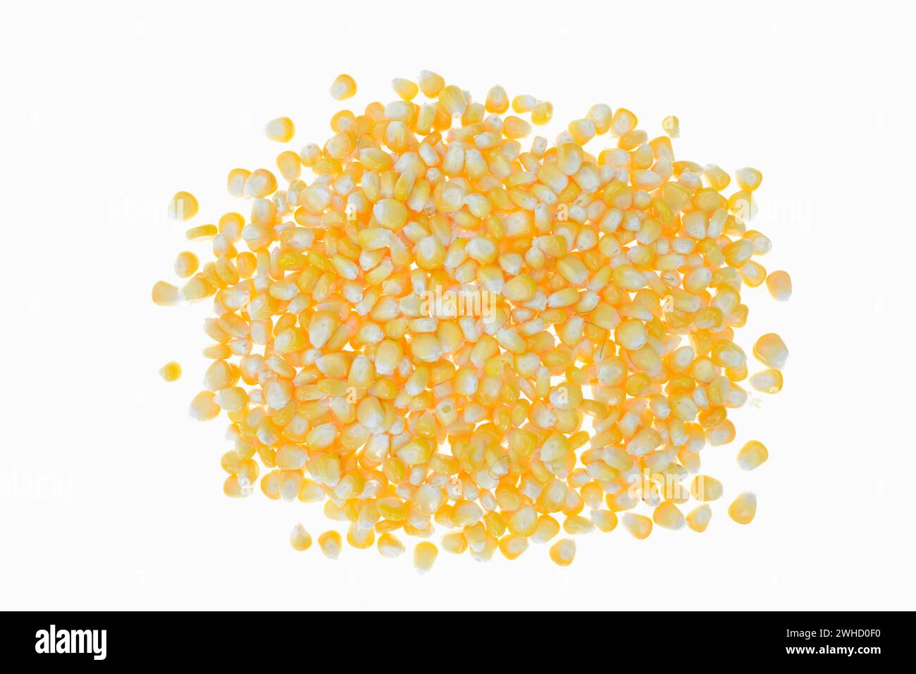 Corn (Zea mays), corn kernels Stock Photo - Alamy