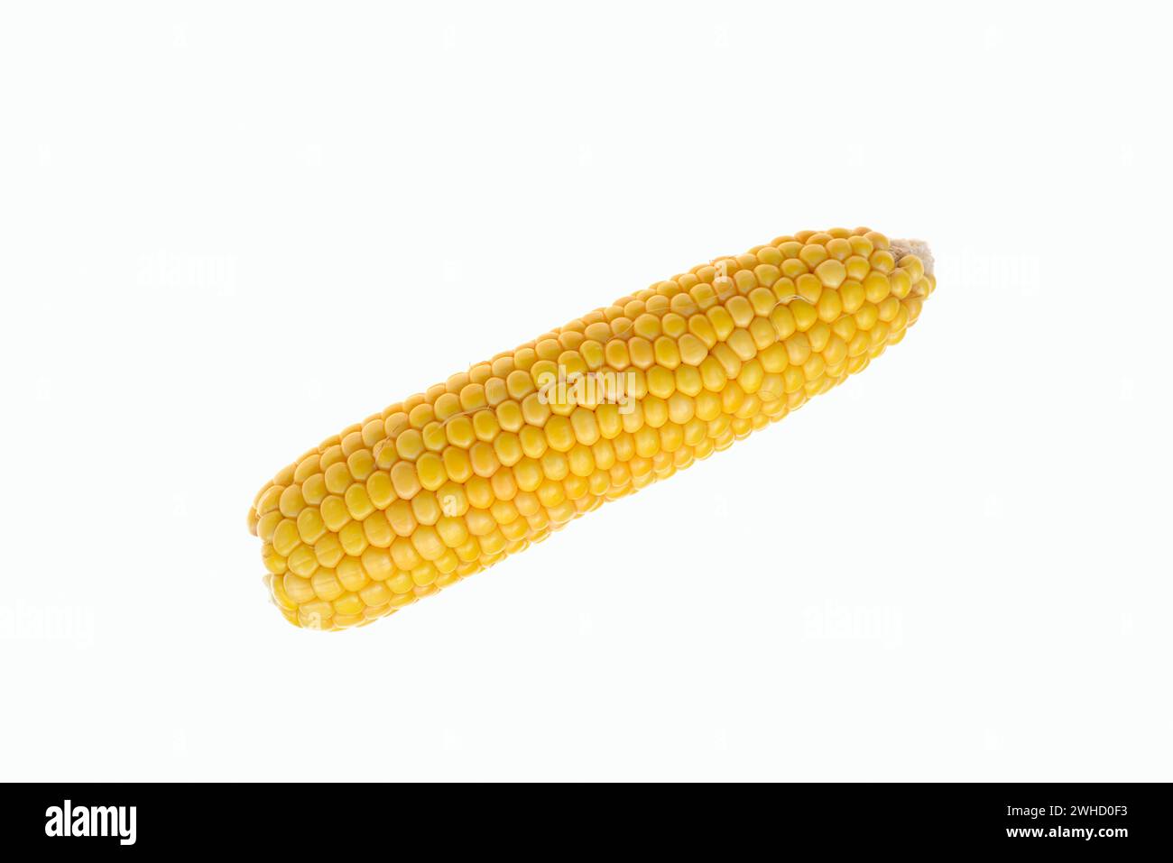 Corn (Zea mays), corn on the cob Stock Photo - Alamy