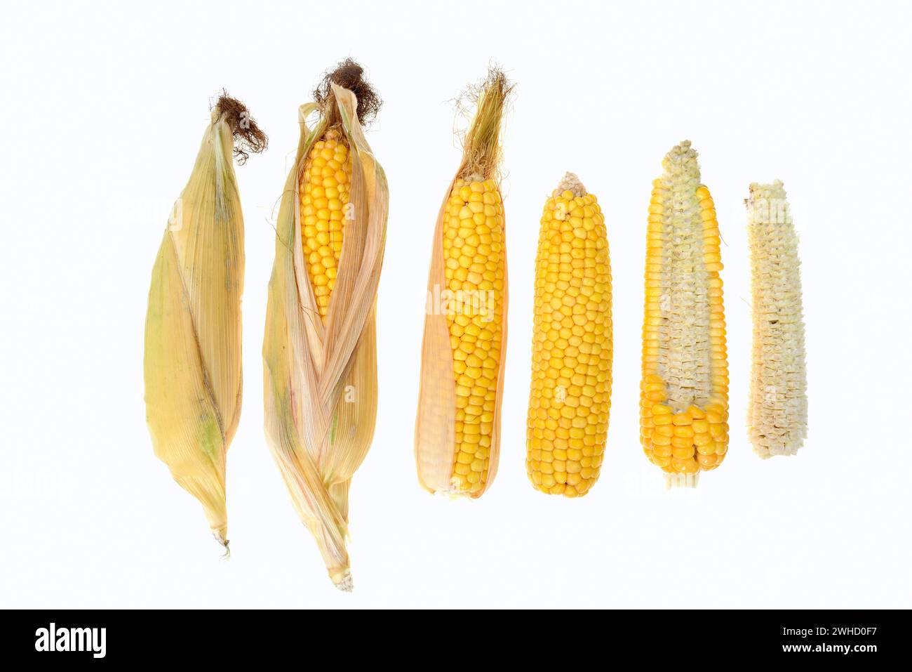 Corn (Zea mays), corn on the cob Stock Photo - Alamy