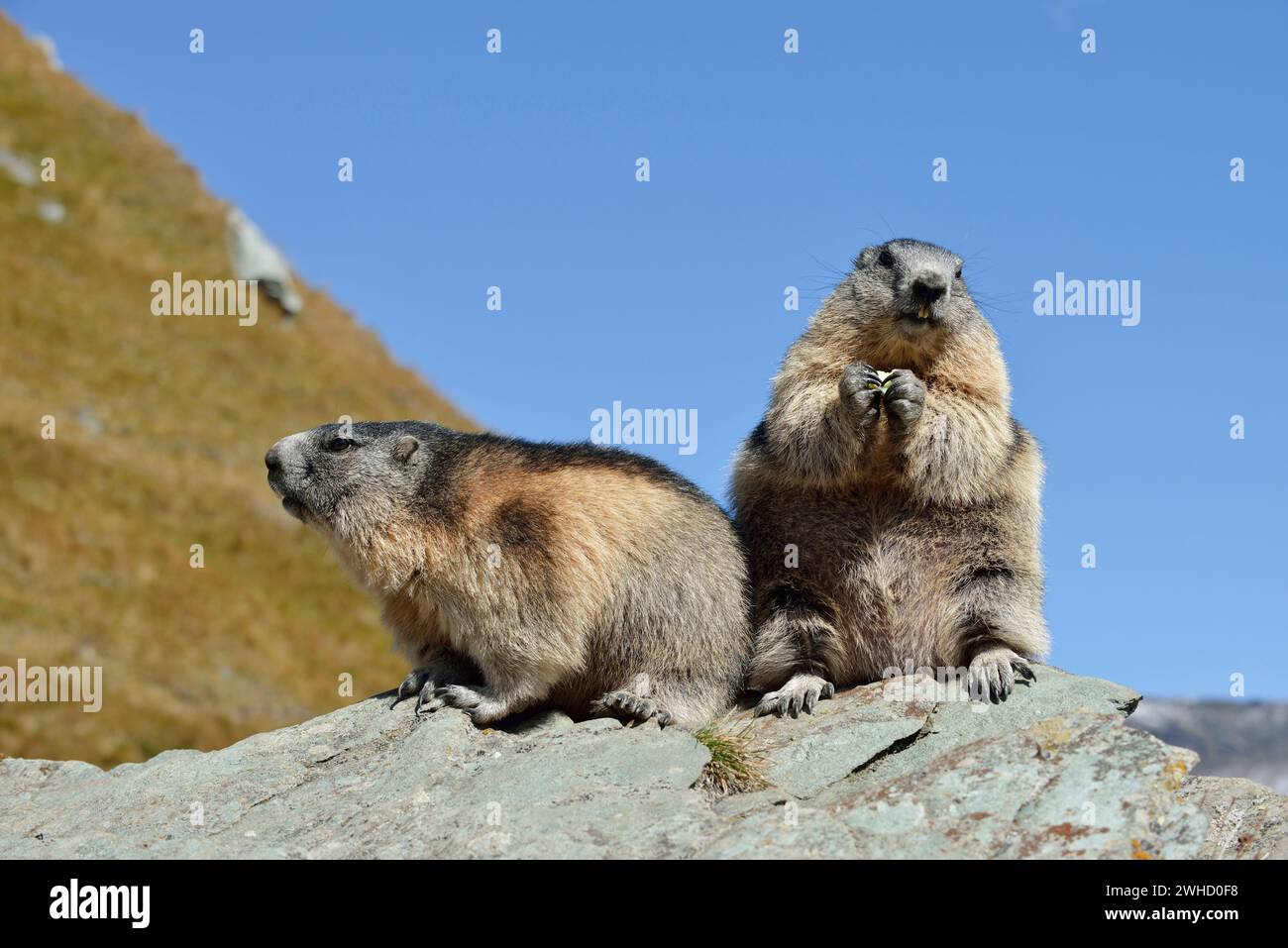Alpine marmots (Marmota marmota), Hohe Tauern National Park, Austria Stock Photo - Alamy