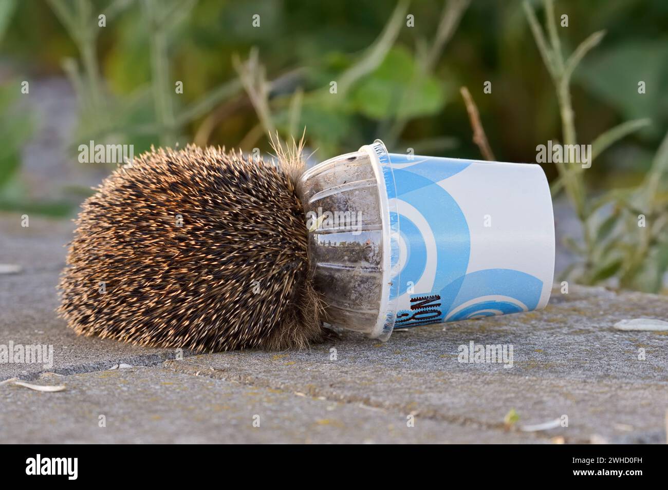 Brown-breasted hedgehog (Erinaceus europaeus) stuck in the plastic lid ...