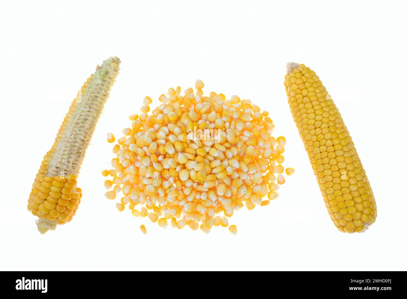 Corn (Zea mays), corn cobs and corn kernels Stock Photo - Alamy