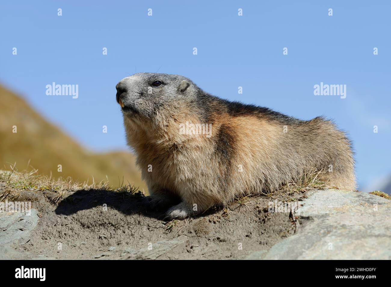 Alpine marmot (Marmota marmota), Hohe Tauern National Park, Austria Stock Photo - Alamy