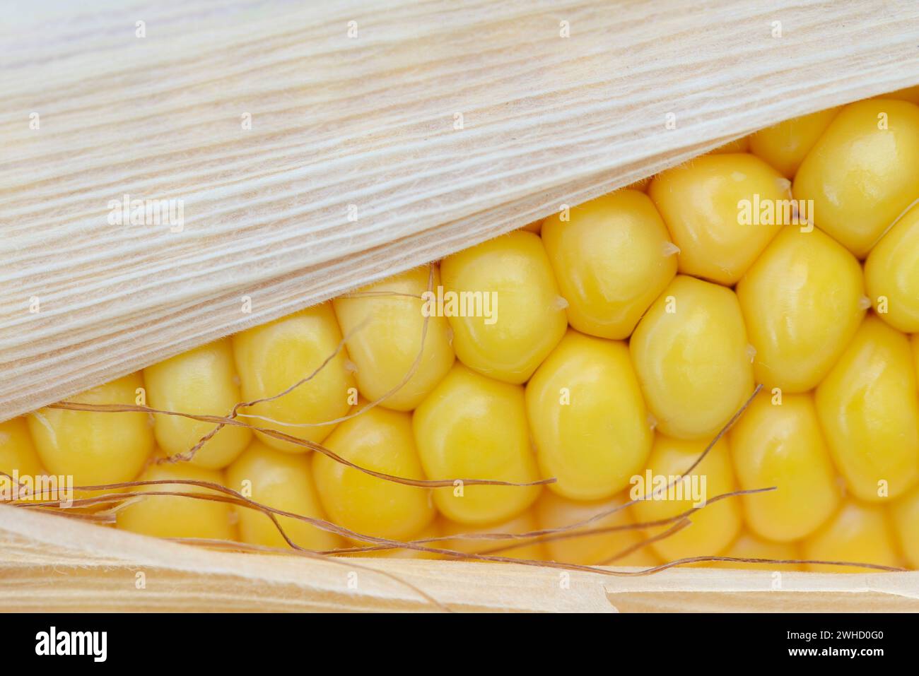 Corn (Zea mays), corn on the cob Stock Photo - Alamy
