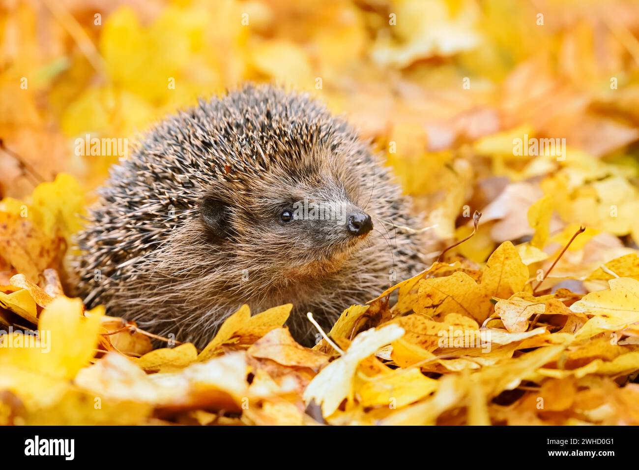 Mammals western european hedgehog insectivores animals wildlife hi-res ...
