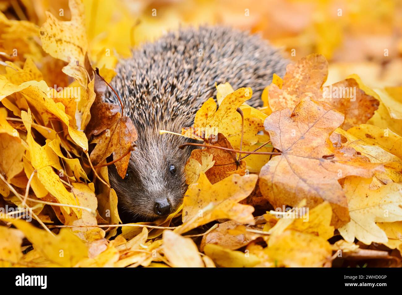 Mammals western european hedgehog insectivores animals wildlife hi-res ...