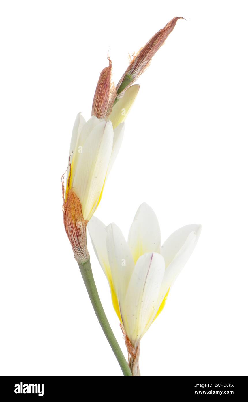 Soft lilies hi-res stock photography and images - Alamy