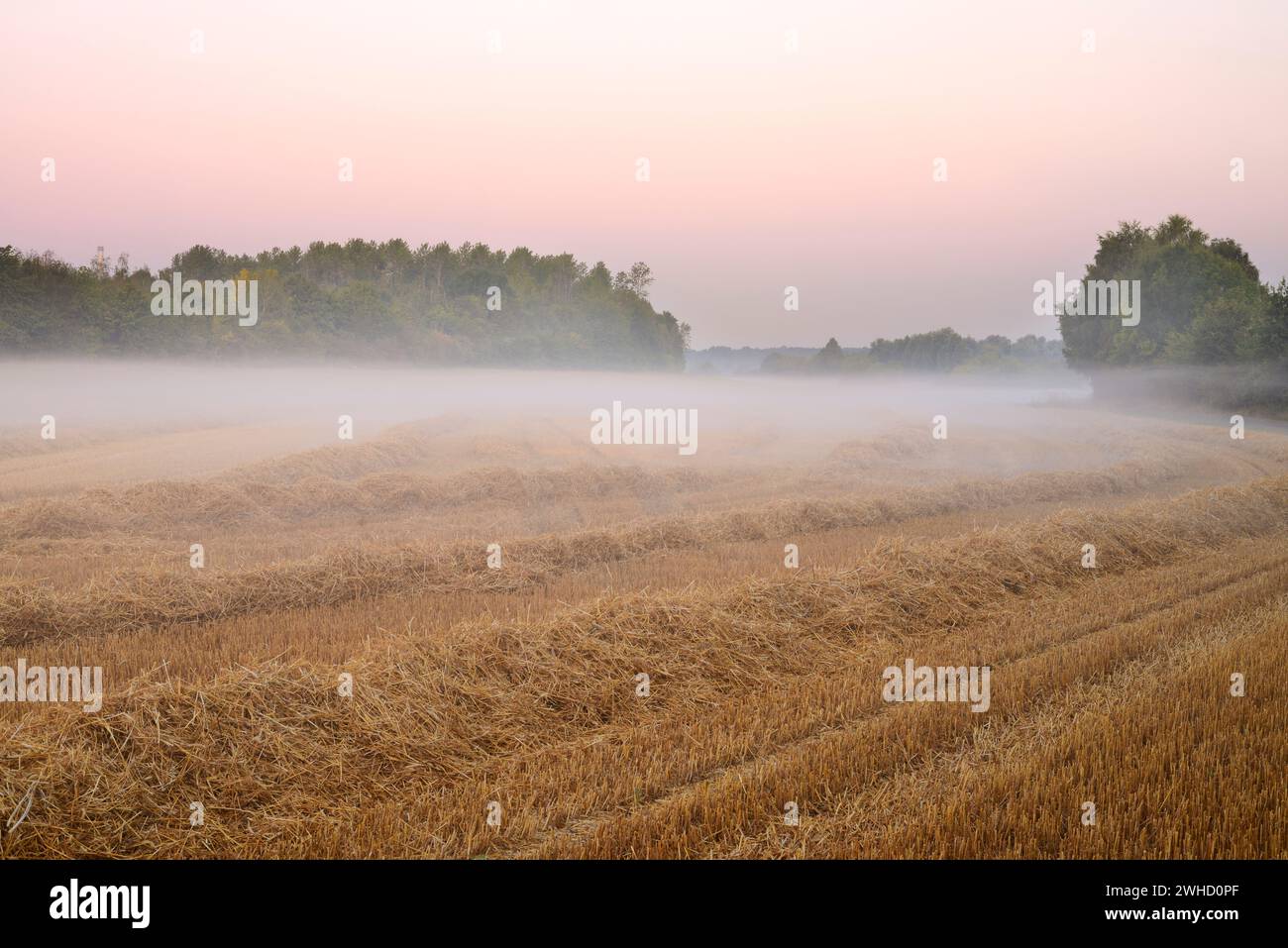 Pile of straw on stubble field in the morning fog hi-res stock ...